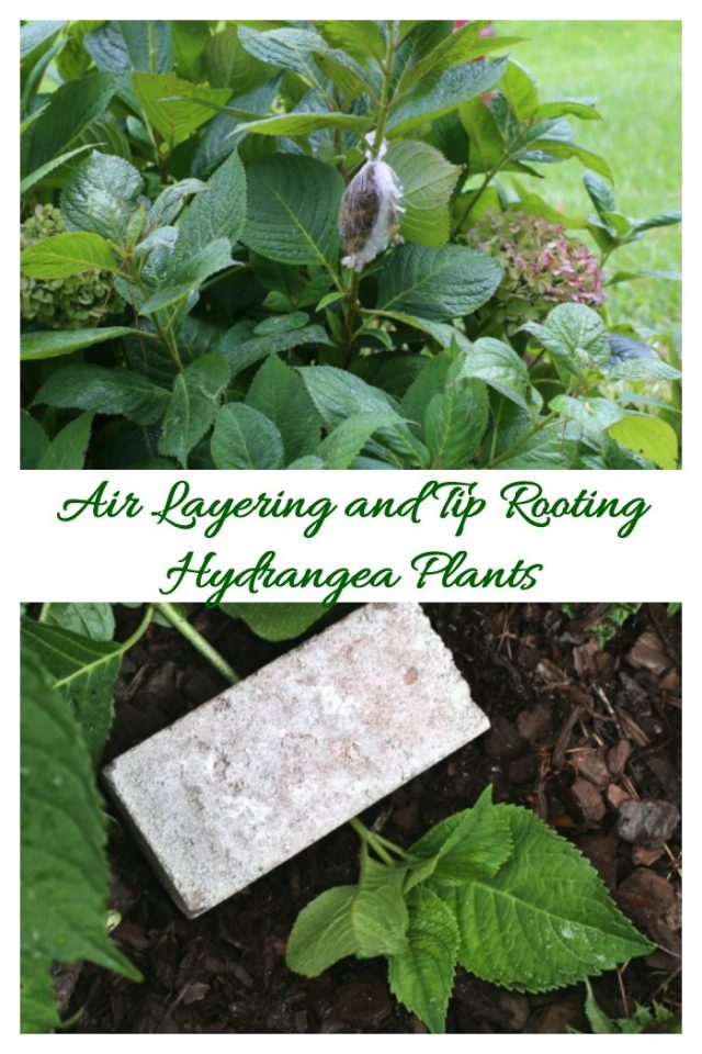 Hydrangea Care - Growing, Propagating and Drying Hydrangea Flowers