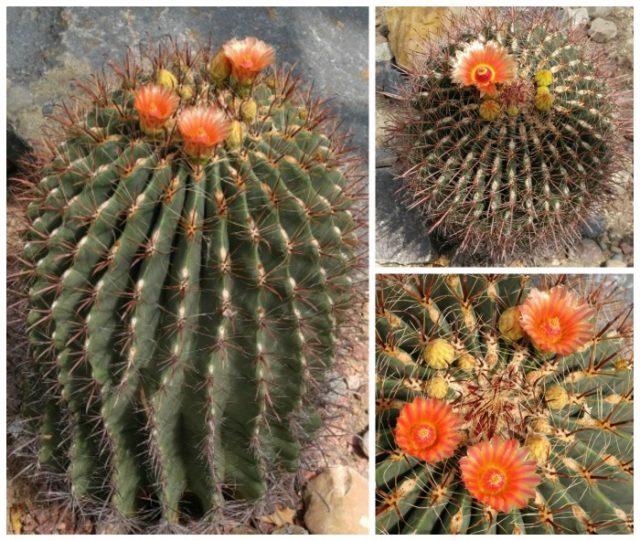 Foellinger-Freimann Botanical Conservatory - Fort Wayne, Indiana