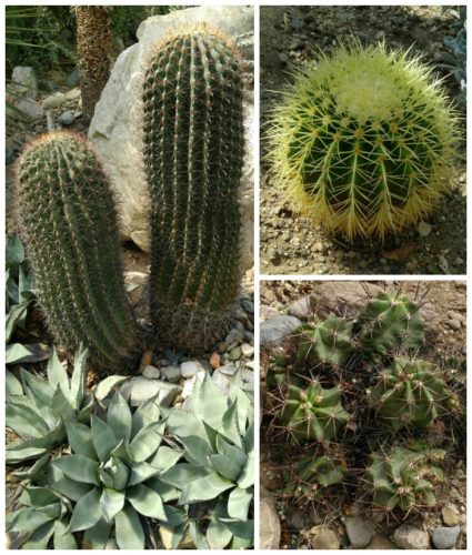 Foellinger-Freimann Botanical Conservatory - Fort Wayne, Indiana