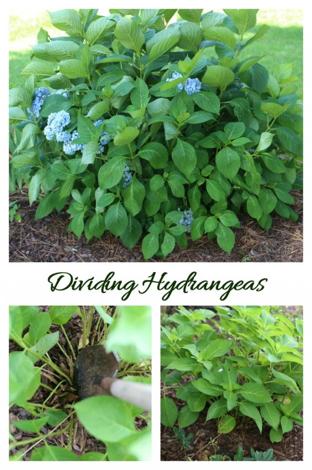 Hydrangea Care - Growing, Propagating and Drying Hydrangea Flowers