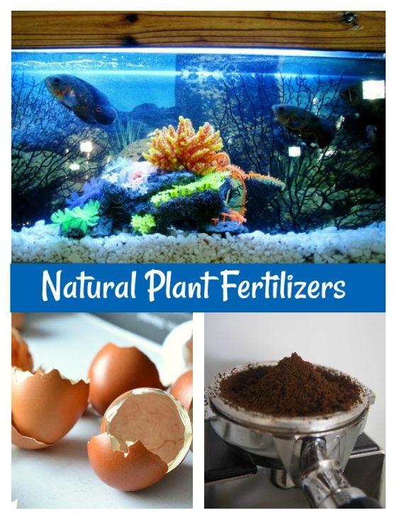 Homemade Plant Fertilizers | Natural DIY Miracle-Gro Alternatives