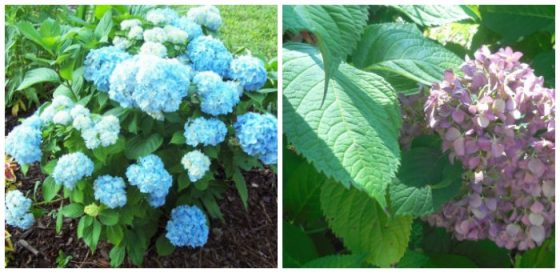 Hydrangea Care - Growing, Propagating and Drying Hydrangea Flowers