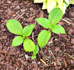 Propagating Hydrangeas - Cuttings, Tip Rooting, Air Layering and Division