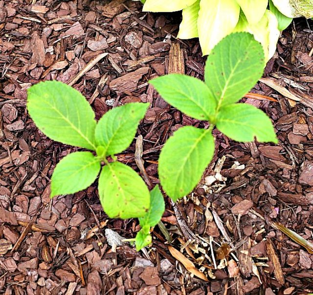 Propagating Hydrangeas - Cuttings, Tip Rooting, Air Layering and Division