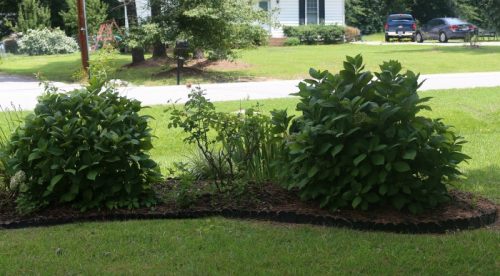 Hydrangea Care - Growing, Propagating and Drying Hydrangea Flowers
