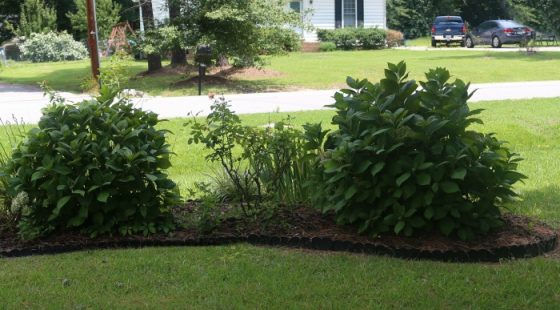 Hydrangea Care - Growing, Propagating and Drying Hydrangea Flowers
