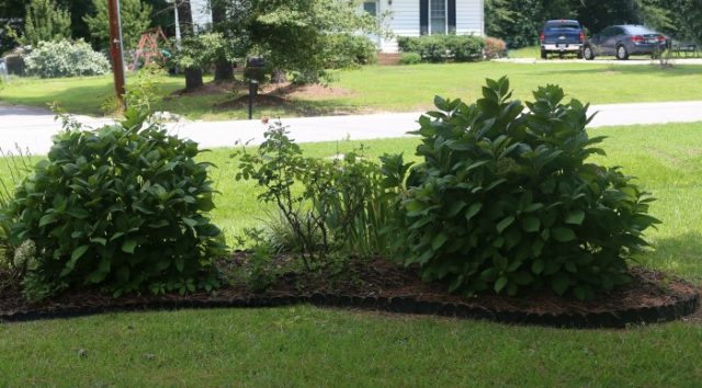 Hydrangea Care - Growing, Propagating and Drying Hydrangea Flowers