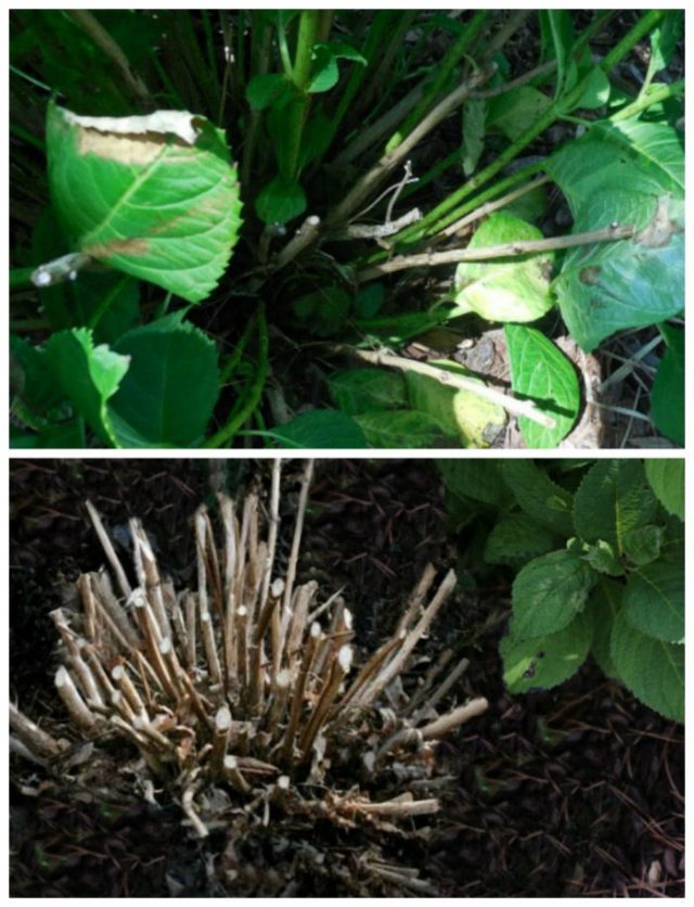 Hydrangea Care - Growing, Propagating and Drying Hydrangea Flowers