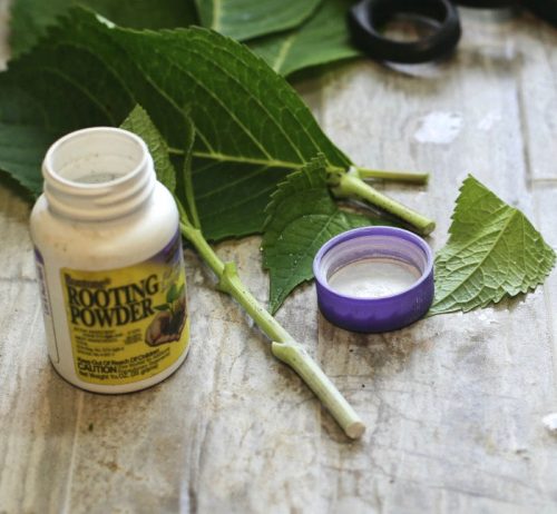 Propagating Hydrangeas - Cuttings, Tip Rooting, Air Layering and Division