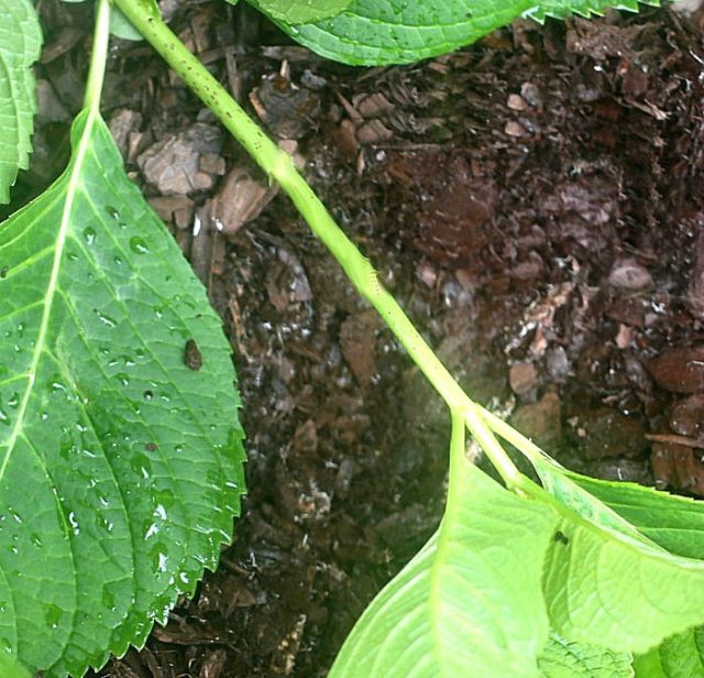 Propagating Hydrangeas - Cuttings, Tip Rooting, Air Layering and Division