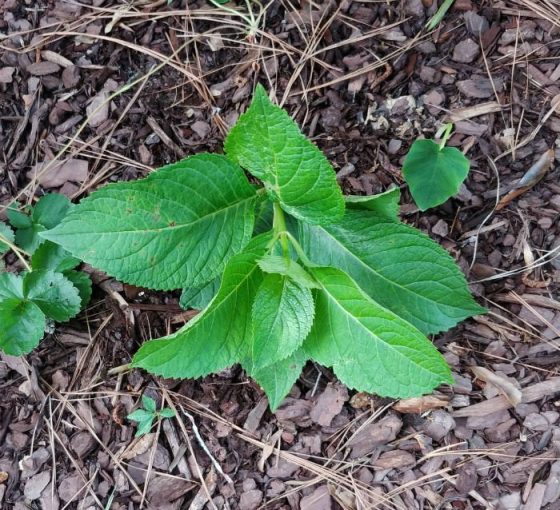 Propagating Hydrangeas - Cuttings, Tip Rooting, Air Layering and Division