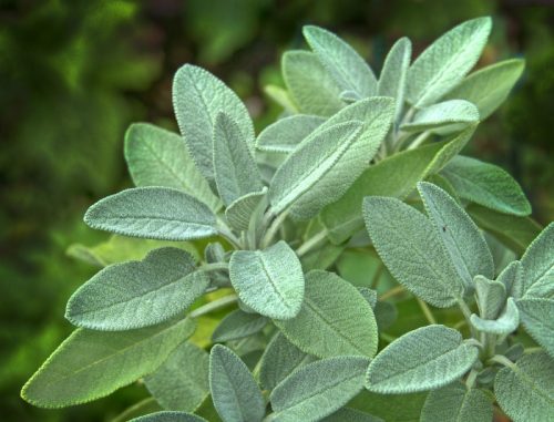 List of Perennial Herbs and How to Use Them in Cooking