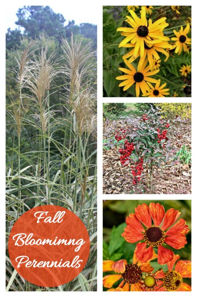 Fall Blooming Perennials and Annuals for a Bold Pop of Color
