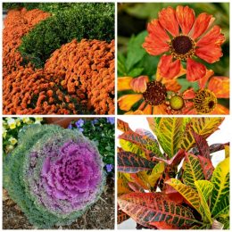 Fall Blooming Perennials and Annuals for a Bold Pop of Color