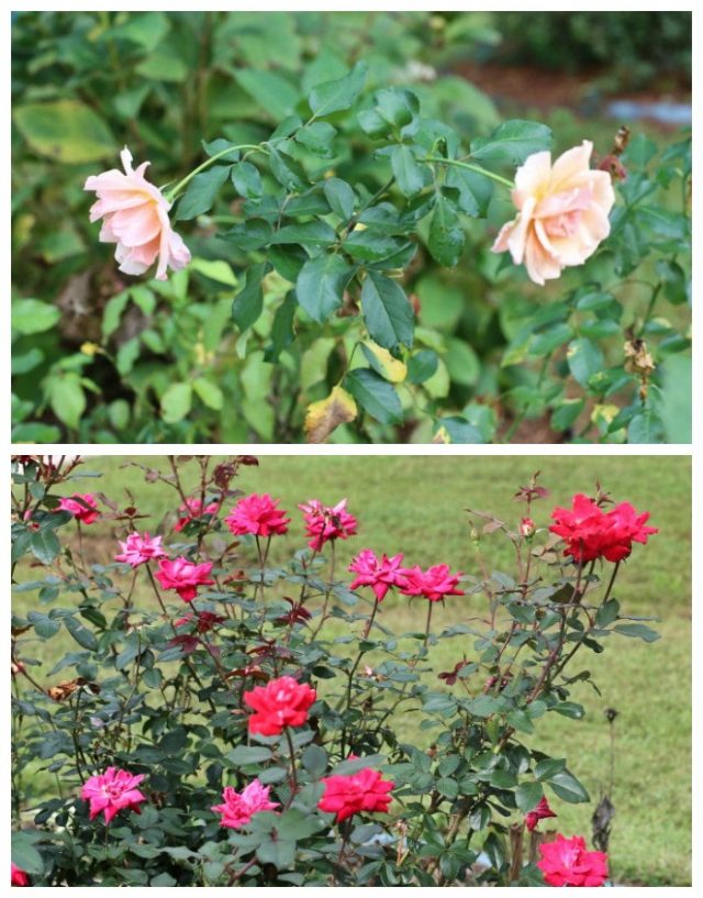 Fall Blooming Perennials and Annuals for a Bold Pop of Color