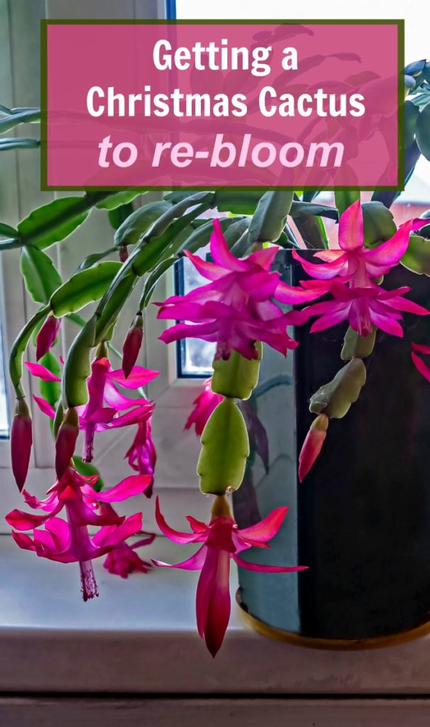 Christmas Cactus Blooming - How to Get a Holiday Cactus to Flower