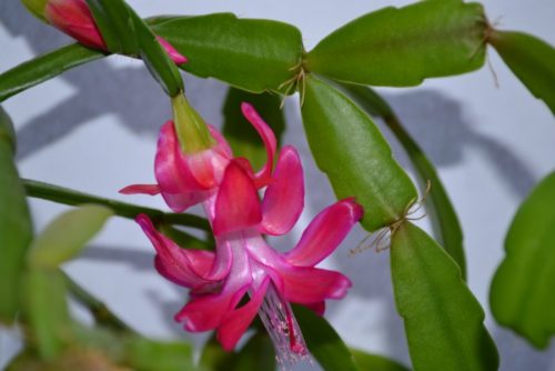 Christmas Cactus Blooming - How to Get a Holiday Cactus to Flower