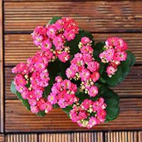 Kalanchoe Blossfeldiana Care - How to Grow Florist Kalanchoe