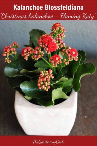 Kalanchoe Blossfeldiana Care – Flaming Katy Plant Guide
