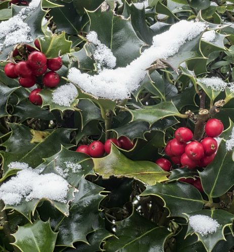 Winter Flowering Plants For Cold Weather Color - The Gardening Cook