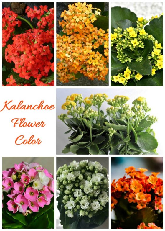 Kalanchoe Blossfeldiana Care - How to Grow Florist Kalanchoe