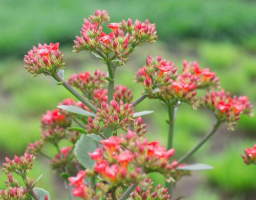 Kalanchoe Blossfeldiana Care - Flaming Katy - Madagascar Widow's Thrill