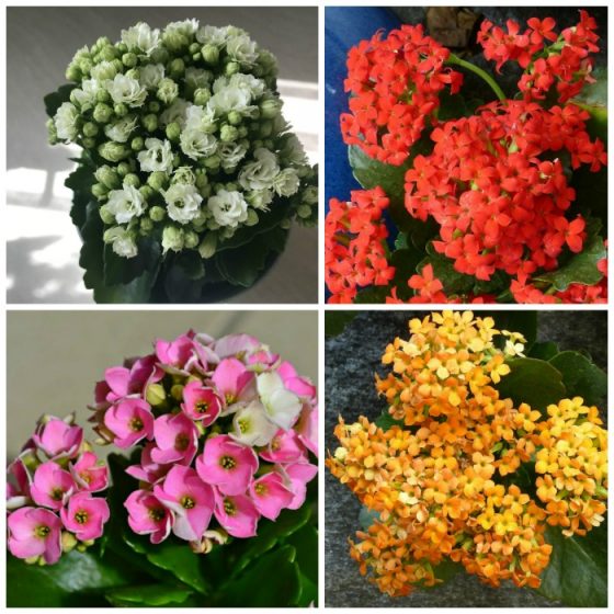 Kalanchoe Blossfeldiana Care – Flaming Katy Plant Guide