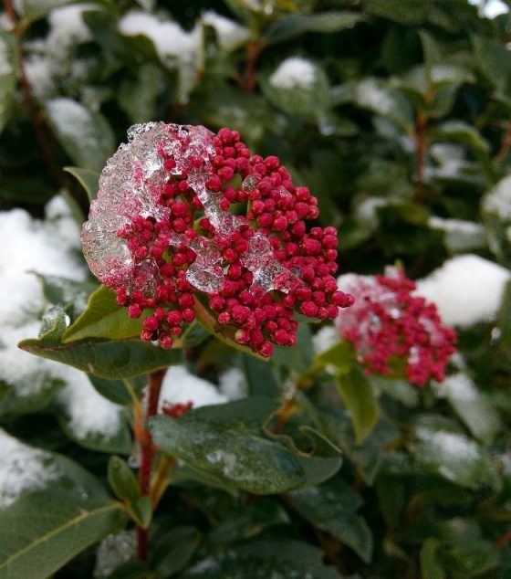 Winter Flowering Plants For Cold Weather Color - The Gardening Cook