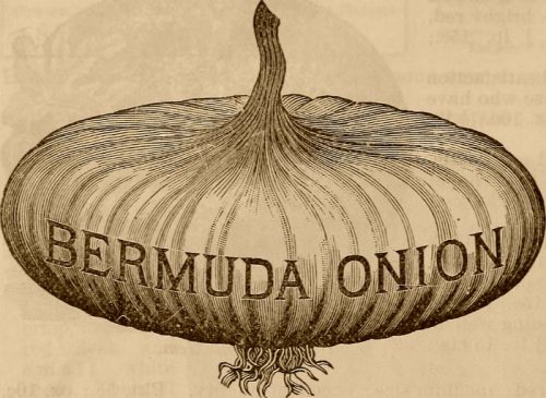 Onion Varieties - Types of Onions and How to Use Them