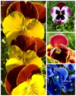 Growing Pansies - How to Grow and Care For Pansy Flowers
