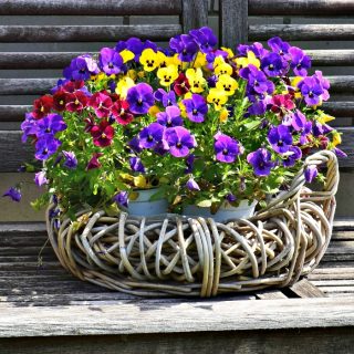 Growing Pansies - How to Grow and Care For Pansy Flowers