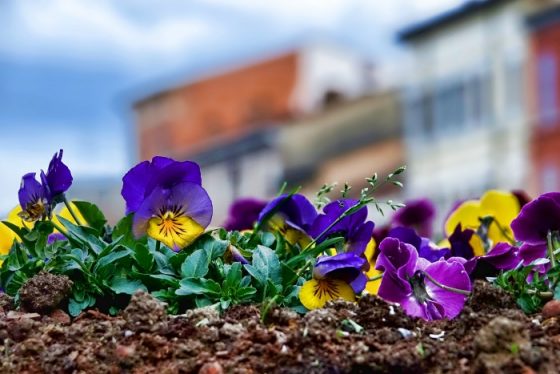 Growing Pansies - How to Grow and Care For Pansy Flowers