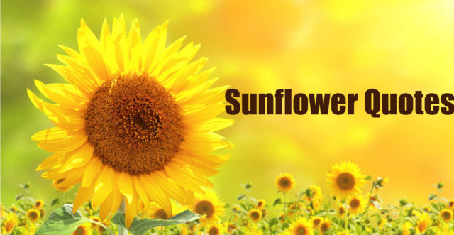 Sunflower Quotes - 20 Best Sunflower Sayings with Images