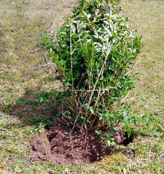Transplanting Forsythia - Tips for Moving Forsythia Bushes (With Photos)