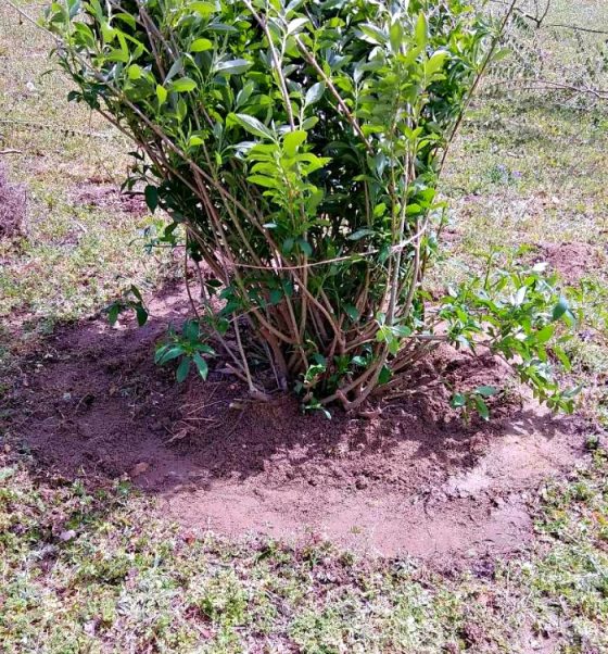 Transplanting Forsythia - Tips for Moving Forsythia Bushes (With Photos)