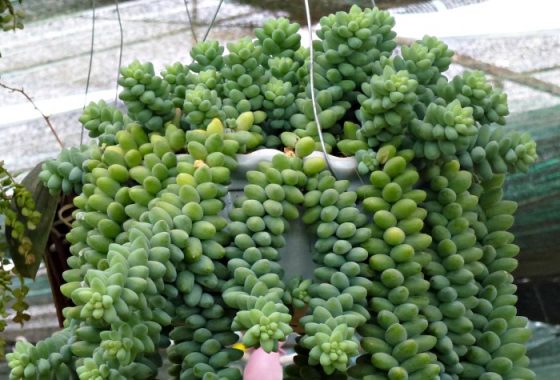 Growing Sedum Morganianum AKA the Donkey Tail Succulent (w/ Photos)