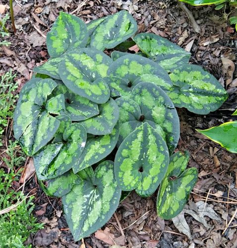 Hosta Companion Plants - Growing Hostas with Shade Loving Plants
