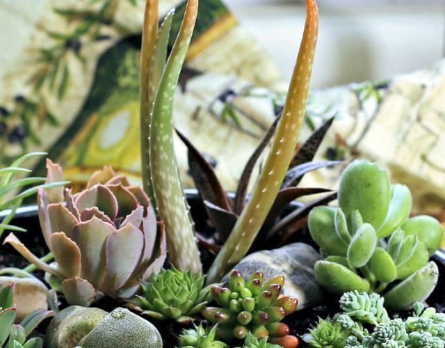 Succulent Arrangement - DIY Dish Garden - How to Arrange Succulents