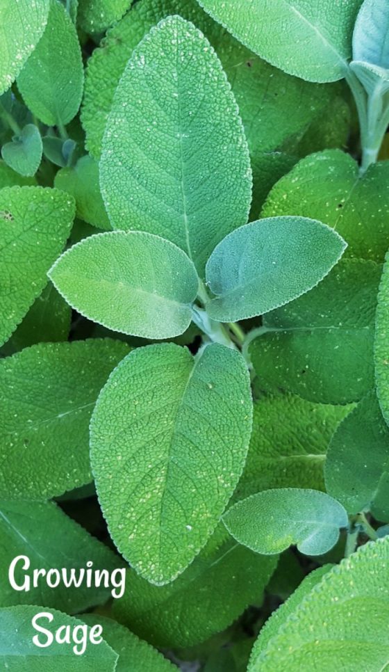 Sage Plant Care - How to Plant, Grow and Harvest Garden Sage