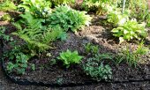 Hosta Cat and Mouse - Miniature Dwarf Hosta - Perfect for Rock Gardens