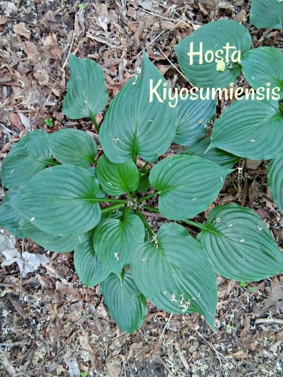 Hosta Kiyosumiensis - The Mountain Hosta from Japan