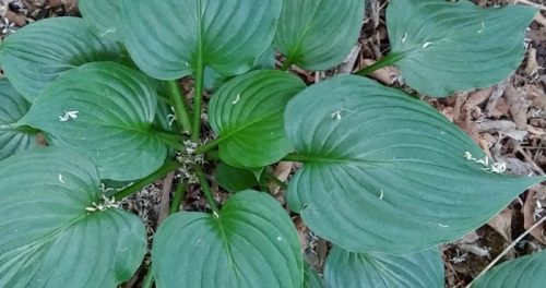 Hosta Kiyosumiensis - The Mountain Hosta from Japan