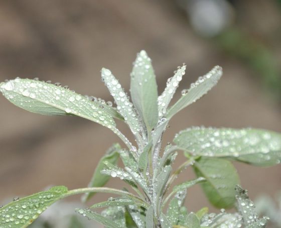 Sage Plant Care - How to Plant, Grow and Harvest Garden Sage