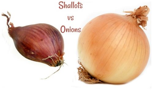 Shallots vs Onions - What is the Difference? and How to Use Them