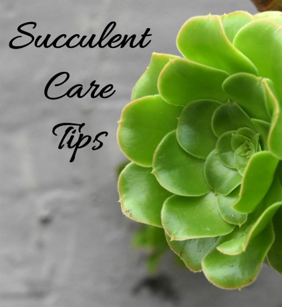 How to Care For Succulents - Succulent Plant Care - Growing Succulents