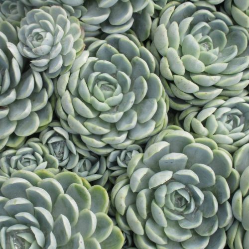 How to Care For Succulents - Succulent Plant Care - Growing Succulents