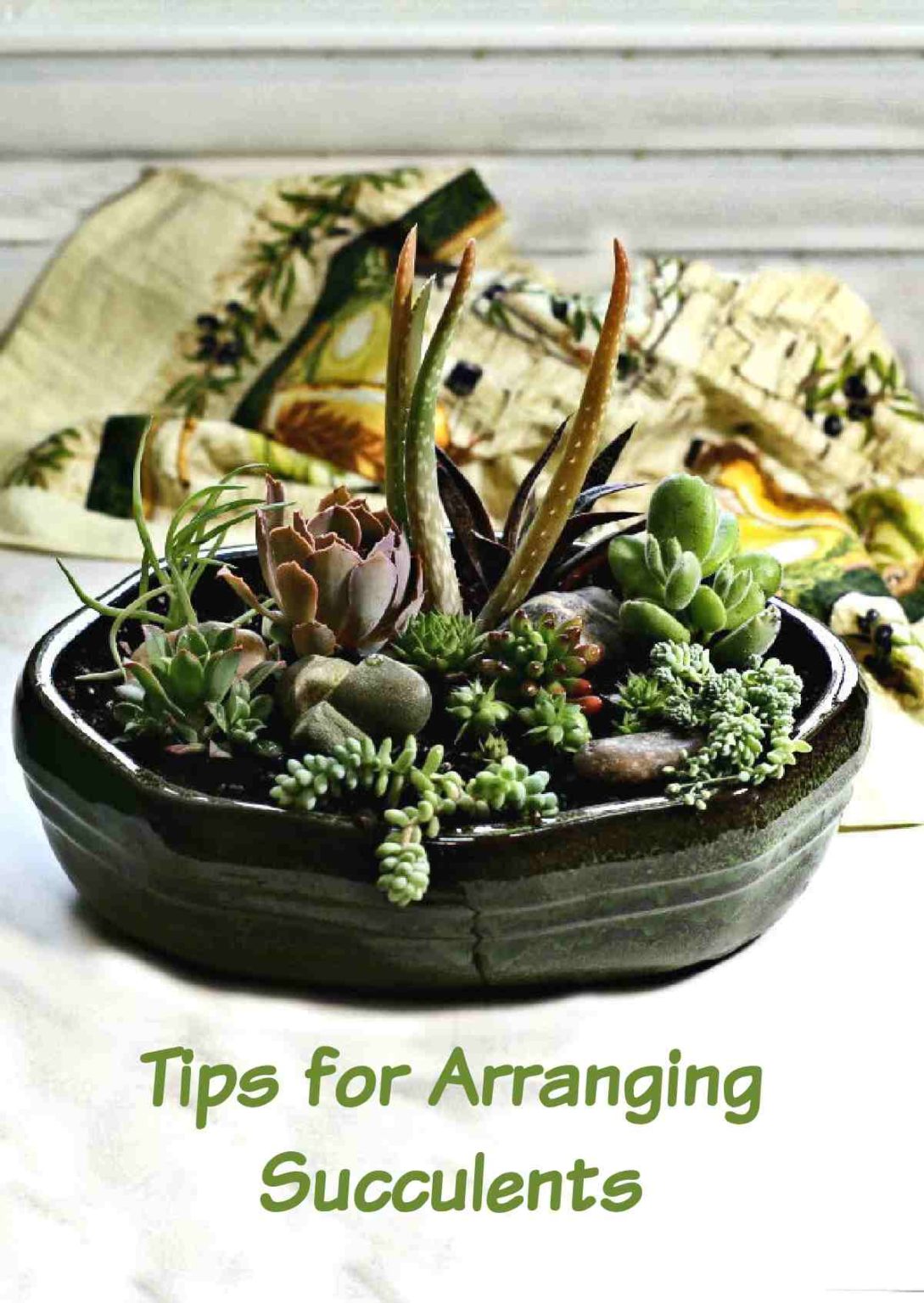 Succulent Arrangement - DIY Dish Garden - How to Arrange Succulents