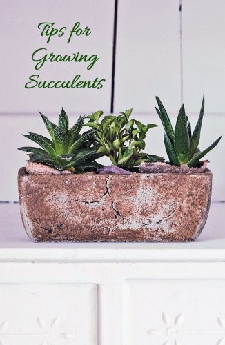 How to Care For Succulents - Succulent Plant Care - Growing Succulents