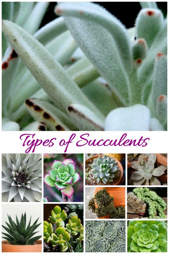 How to Care For Succulents - Succulent Plant Care - Growing Succulents