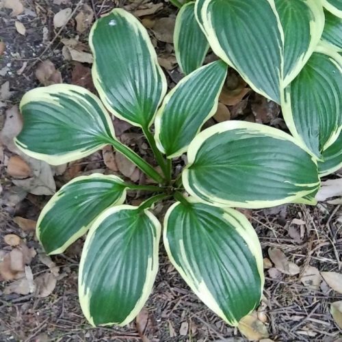 Hosta Yellow Splash Rim - Plant this Rapid Grower in Shade Gardens